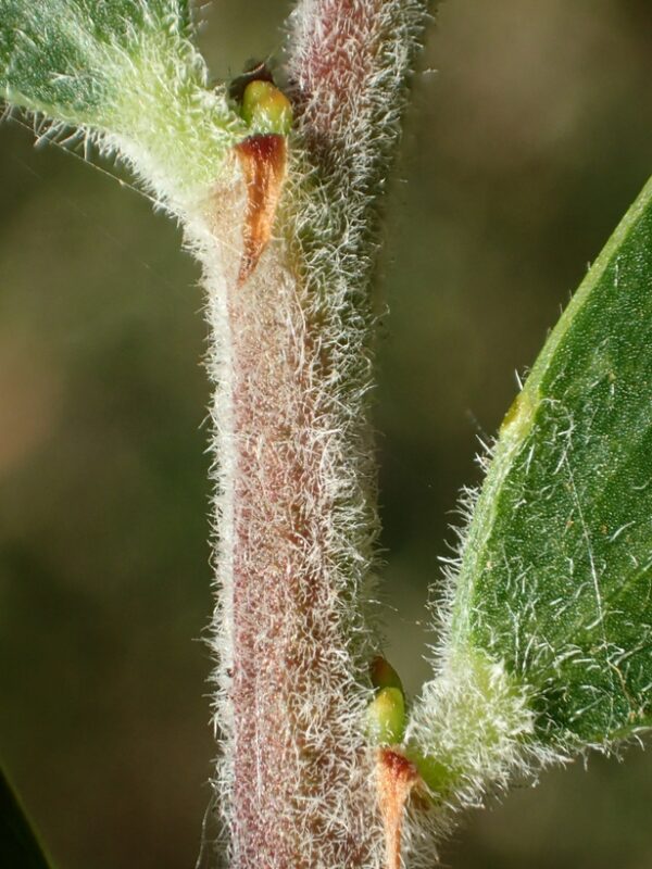 Acacia cyclops Profile – California Invasive Plant Council