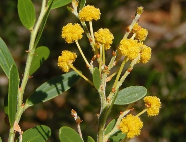 Acacia cyclops Profile – California Invasive Plant Council