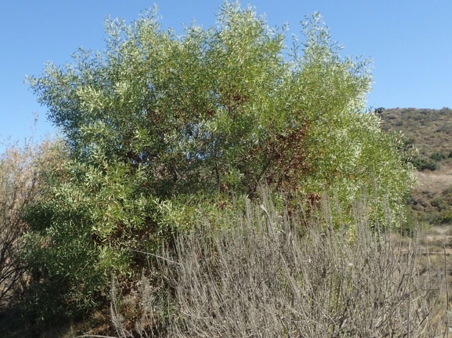 Acacia cyclops Profile – California Invasive Plant Council