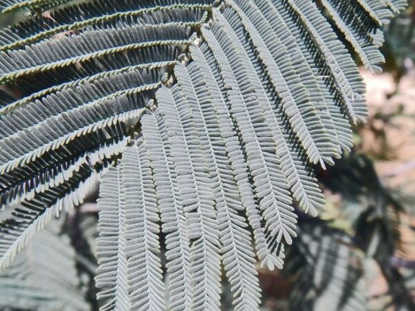 Acacia dealbata Profile – California Invasive Plant Council