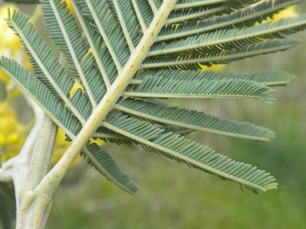 Acacia dealbata Profile – California Invasive Plant Council
