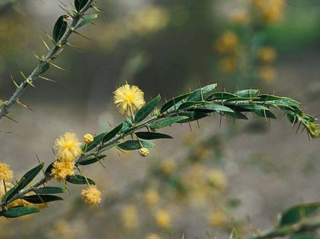 Plants A to Z – California Invasive Plant Council