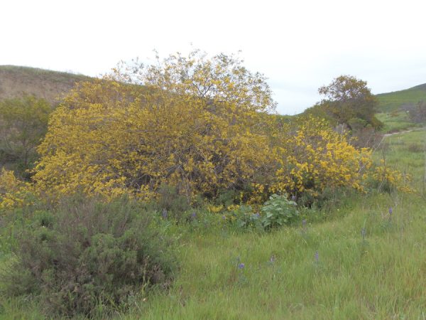 Acacia pycnantha Profile – California Invasive Plant Council