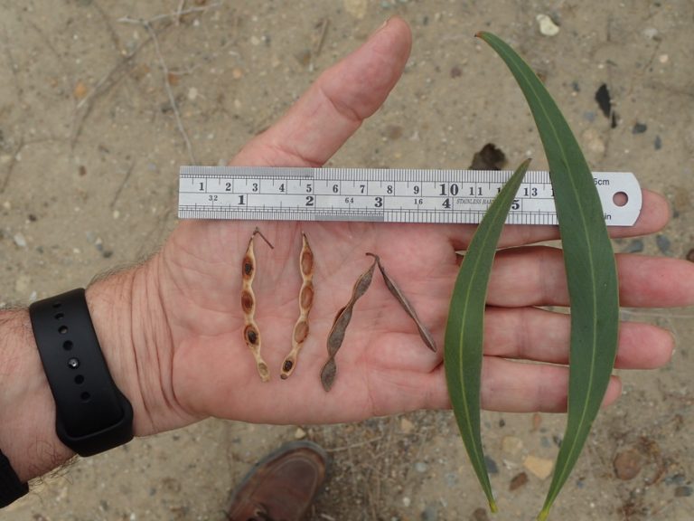 Acacia pycnantha Profile – California Invasive Plant Council