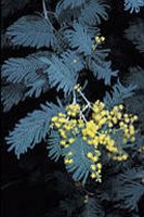 Acacia_dealbata_JDiTomaso.jpg – California Invasive Plant Council