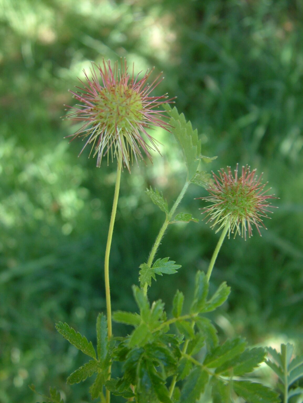 Acaena novae-zelandiae Profile – California Invasive Plant Council