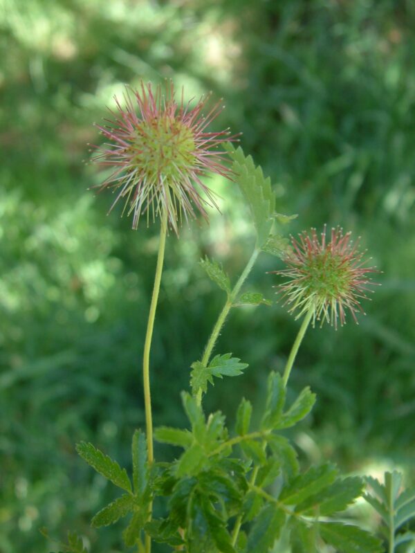 Acaena novae-zelandiae Profile – California Invasive Plant Council