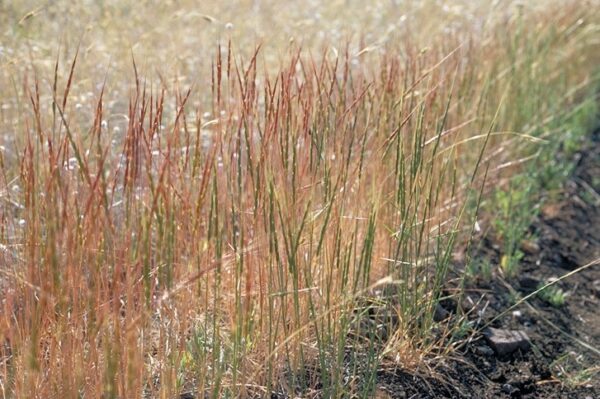Aegilops cylindrica Profile – California Invasive Plant Council