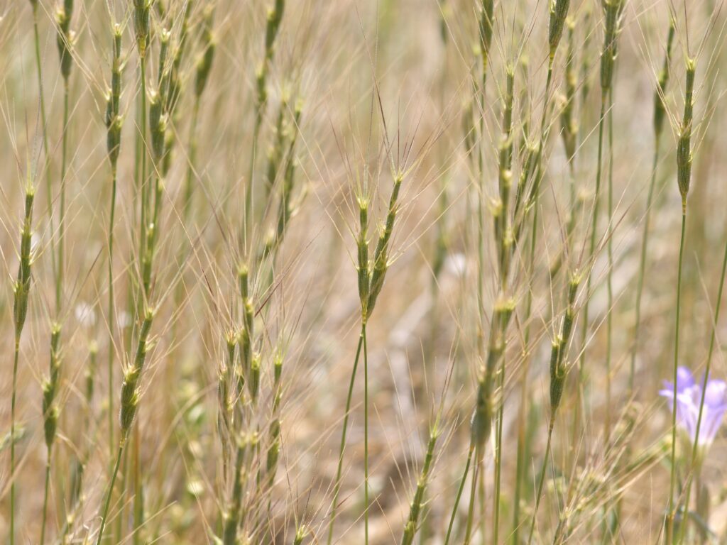 Aegilops triuncialis Profile – California Invasive Plant Council