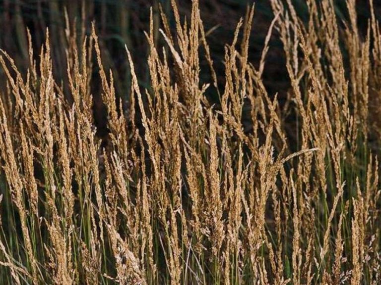 Plants A to Z – California Invasive Plant Council