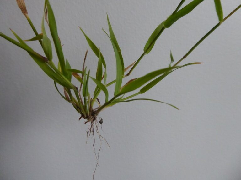 Agrostis stolonifera Profile – California Invasive Plant Council