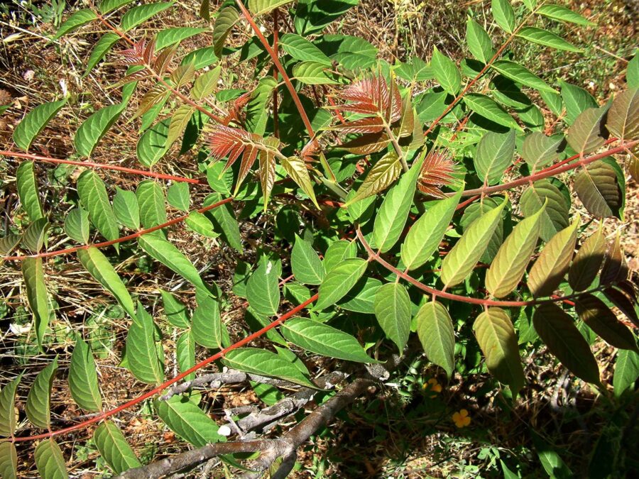 Ailanthus altissima Profile – California Invasive Plant Council