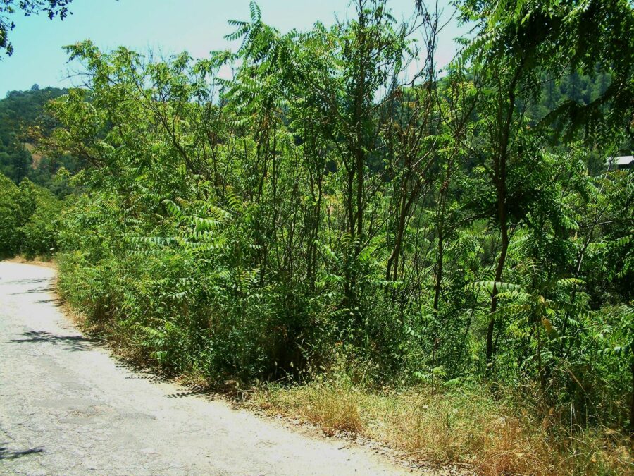 Ailanthus altissima Profile – California Invasive Plant Council