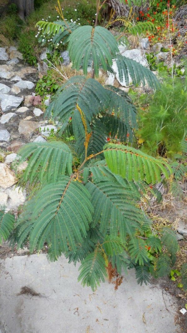 Paraserianthes lophantha Profile – California Invasive Plant Council