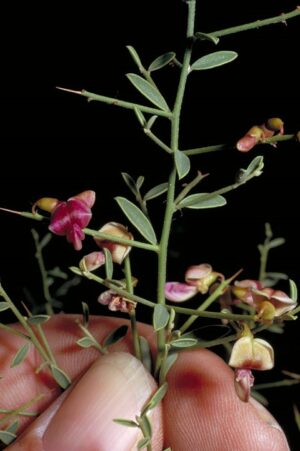 Alhagi maurorum Profile – California Invasive Plant Council