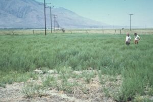 Alhagi maurorum Profile – California Invasive Plant Council