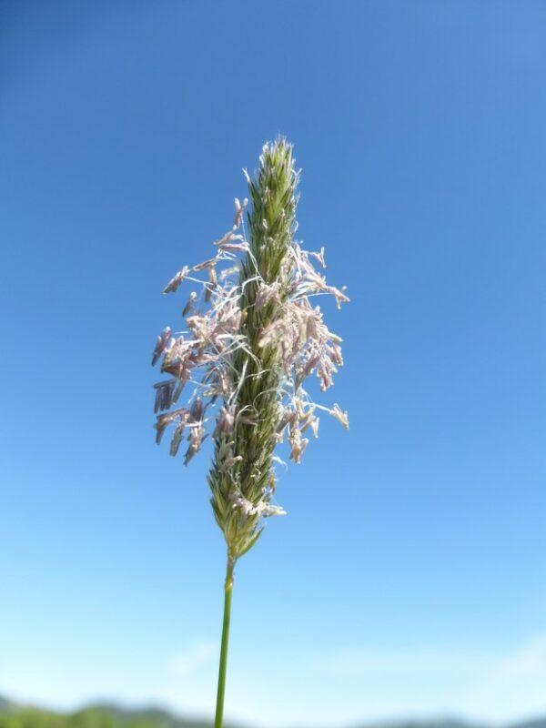 Alopecurus pratensis Profile – California Invasive Plant Council