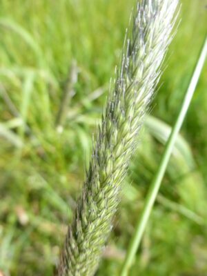 Alopecurus pratensis Profile – California Invasive Plant Council