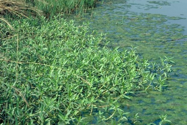 Alternanthera philoxeroides Profile – California Invasive Plant Council