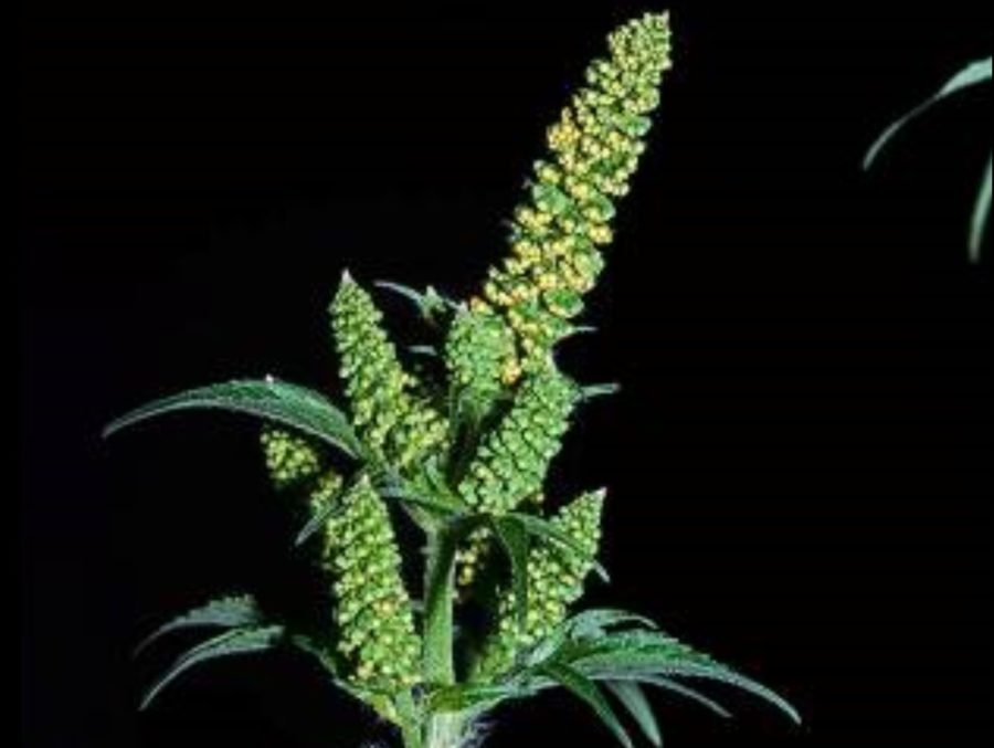 Plants A to Z – California Invasive Plant Council