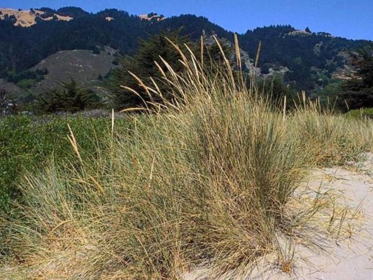 Plants A to Z – California Invasive Plant Council