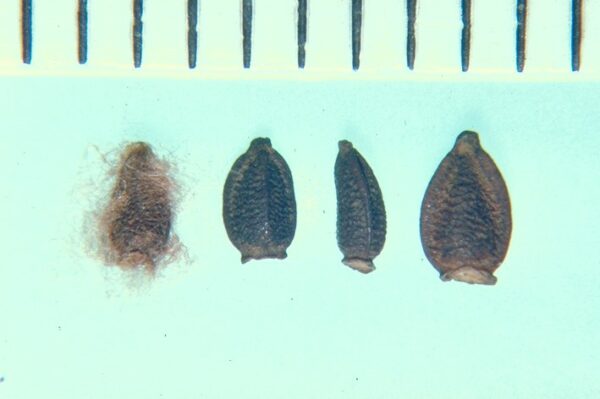 Arctotheca calendula Profile – California Invasive Plant Council