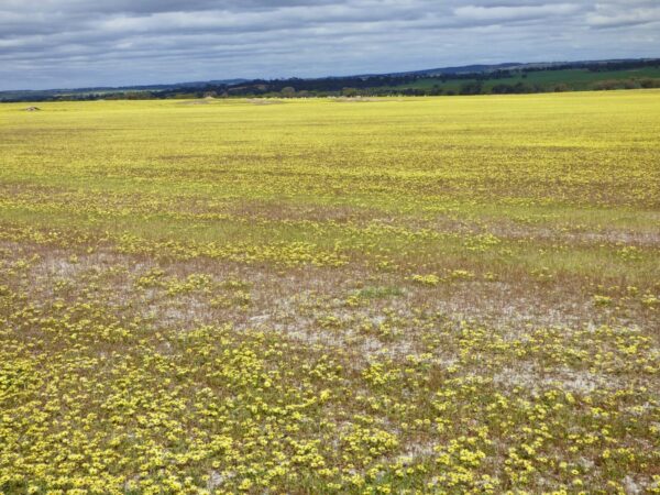 Arctotheca calendula Profile – California Invasive Plant Council