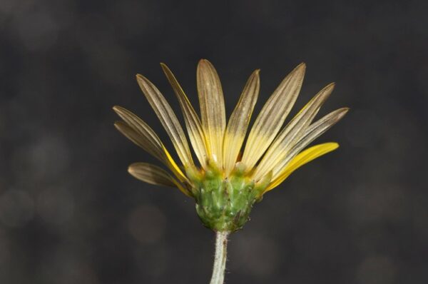 Arctotheca prostrata Profile – California Invasive Plant Council