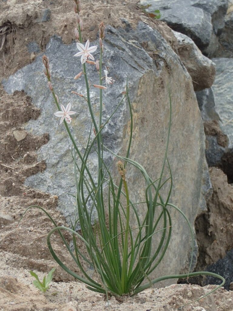 Asphodelus fistulosus Profile – California Invasive Plant Council