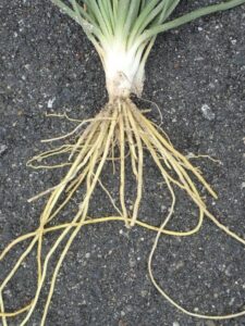 Asphodelus fistulosus Profile – California Invasive Plant Council