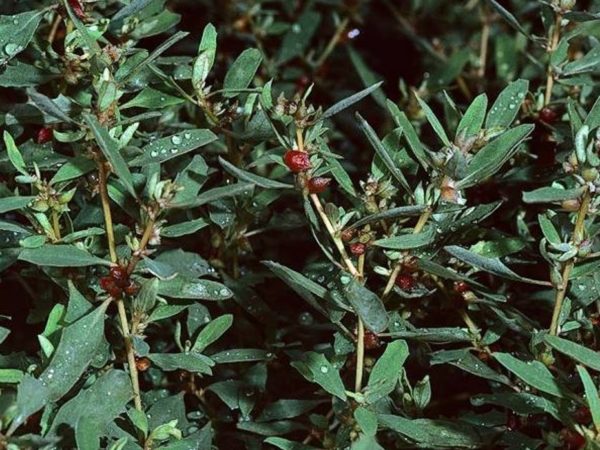 Atriplex semibaccata Profile – California Invasive Plant Council