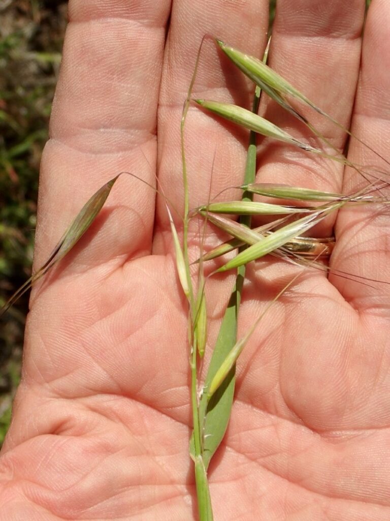 Avena fatua Profile – California Invasive Plant Council