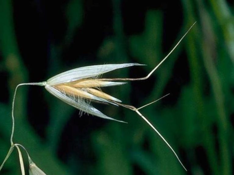 Avena fatua Profile – California Invasive Plant Council