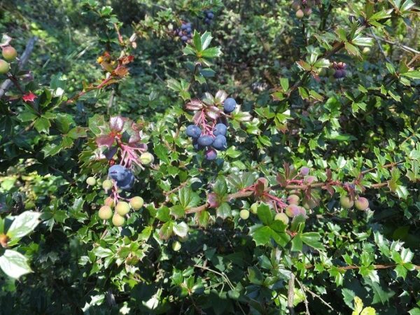 Berberis darwinii Profile – California Invasive Plant Council