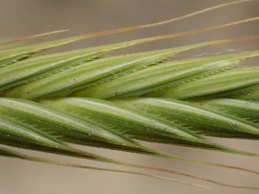 Brachypodium distachyon Profile – California Invasive Plant Council