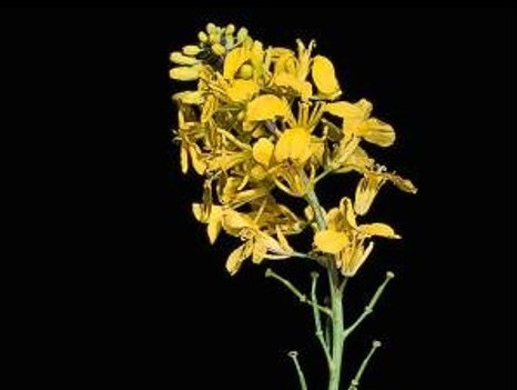 Brassica nigra_Black Mustard_flower JM DiTomaso – California Invasive ...