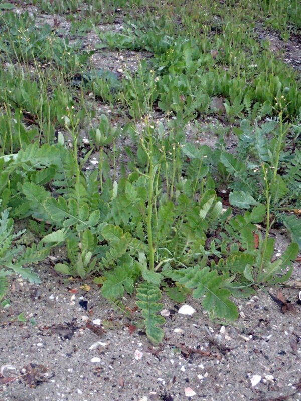 Brassica tournefortii Profile – California Invasive Plant Council
