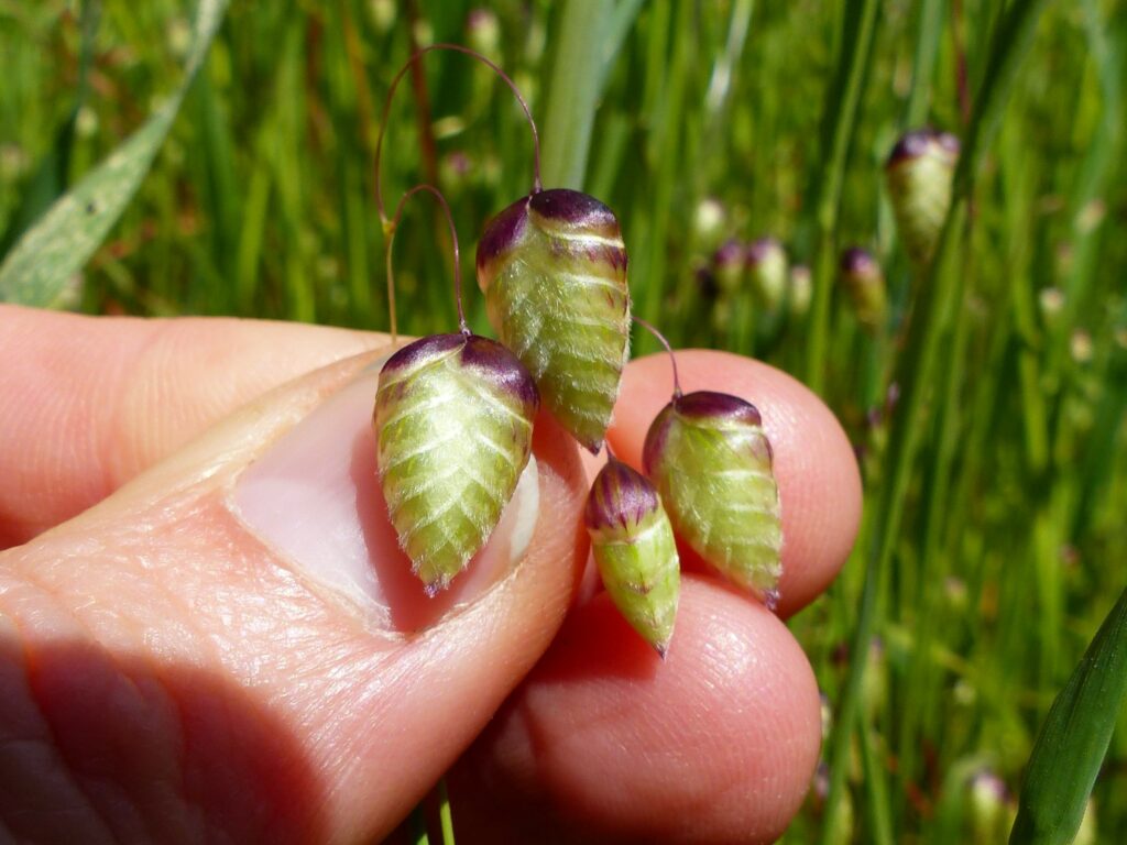 Briza maxima Profile – California Invasive Plant Council