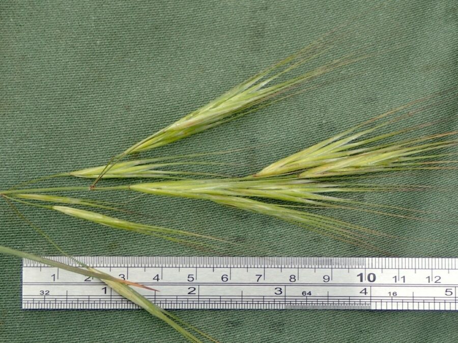 Bromus diandrus Profile – California Invasive Plant Council