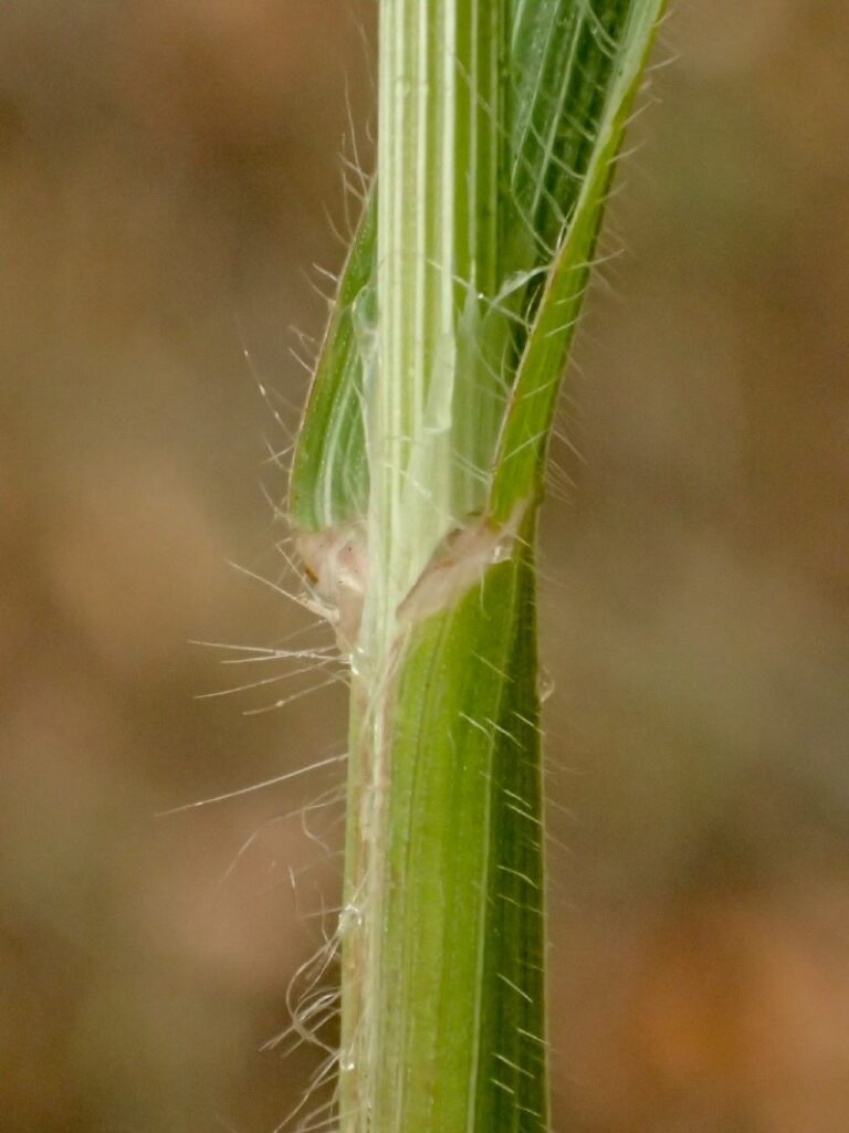Bromus diandrus Profile – California Invasive Plant Council