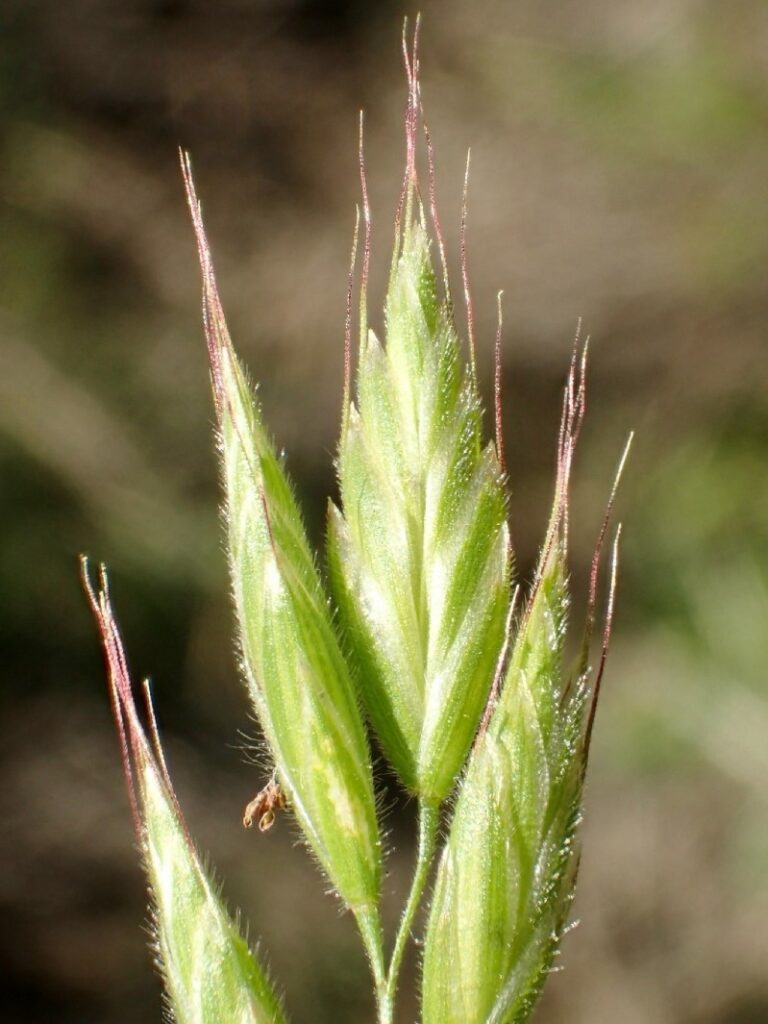 Bromus hordeaceus Profile – California Invasive Plant Council