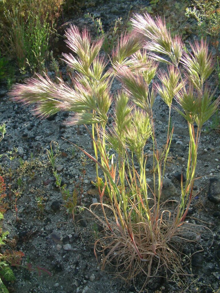 Bromus madritensis ssp. rubens Profile – California Invasive Plant Council