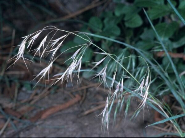 Bromus tectorum Profile – California Invasive Plant Council