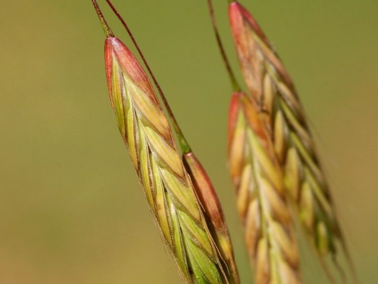 Bromus japonicus Profile – California Invasive Plant Council