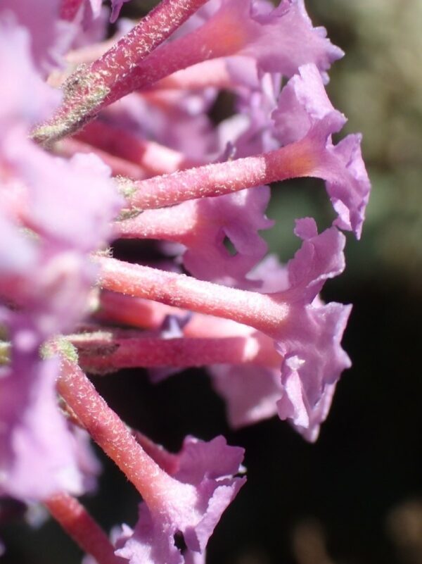 Buddleja davidii Profile – California Invasive Plant Council