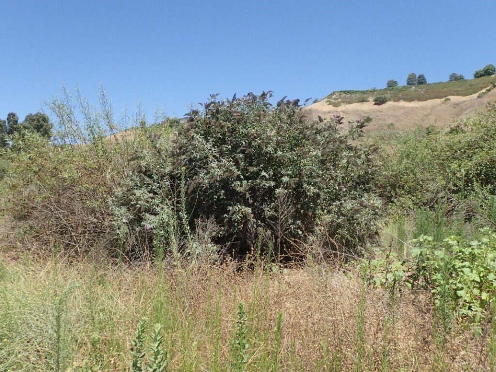 Buddleja davidii Profile – California Invasive Plant Council