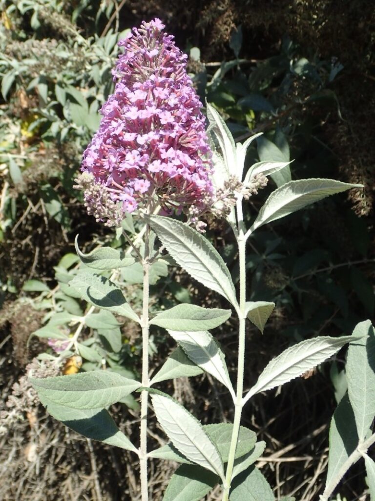 Buddleja davidii Profile – California Invasive Plant Council