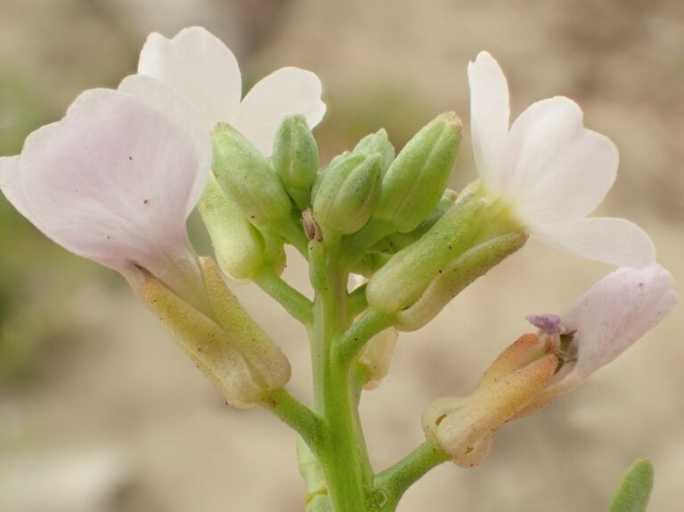 Cakile maritima Profile – California Invasive Plant Council
