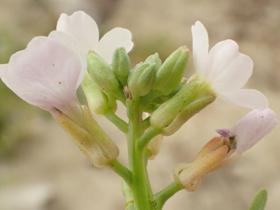 Cakile maritima Profile – California Invasive Plant Council