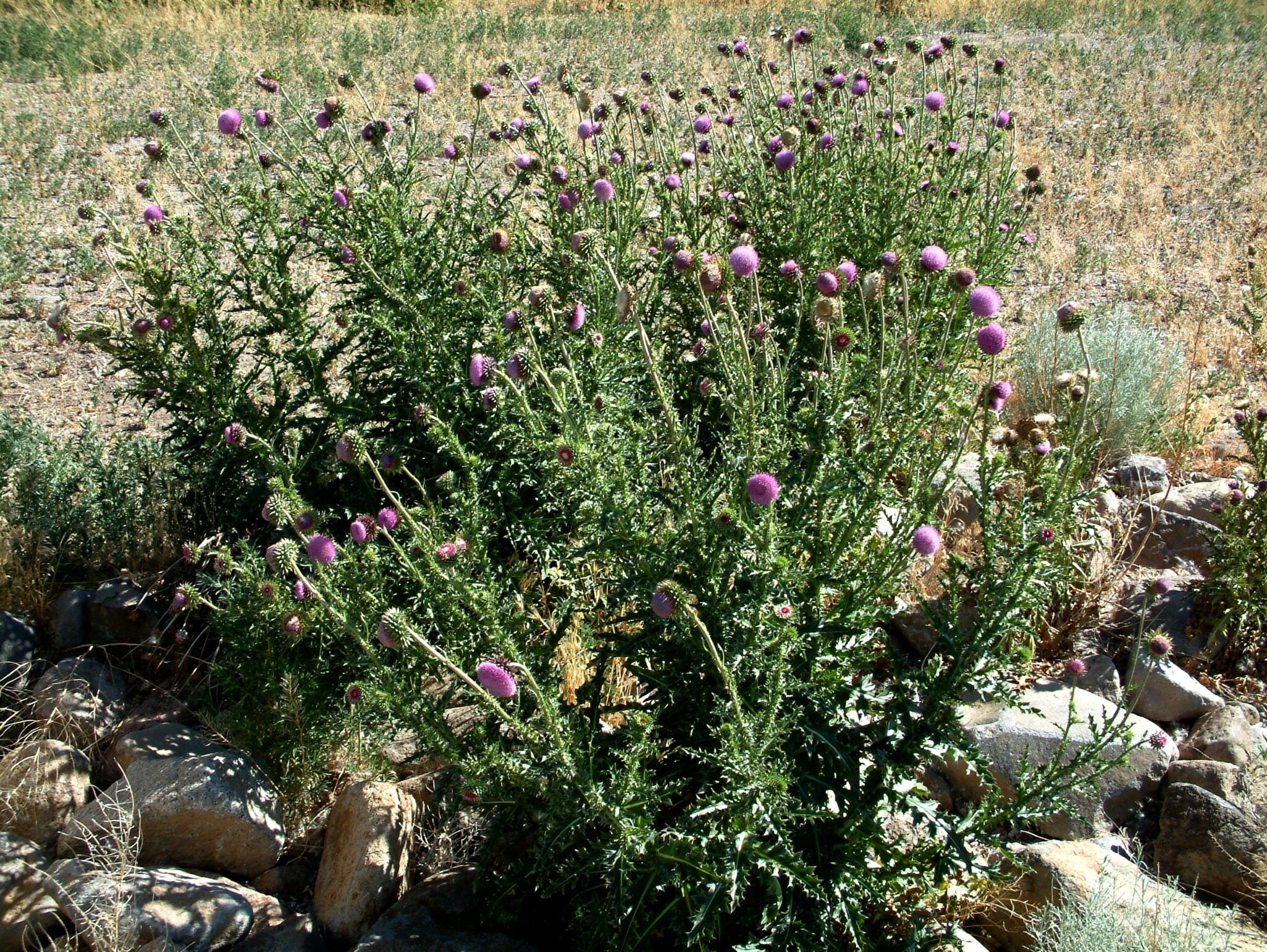 Carduus nutans Profile – California Invasive Plant Council